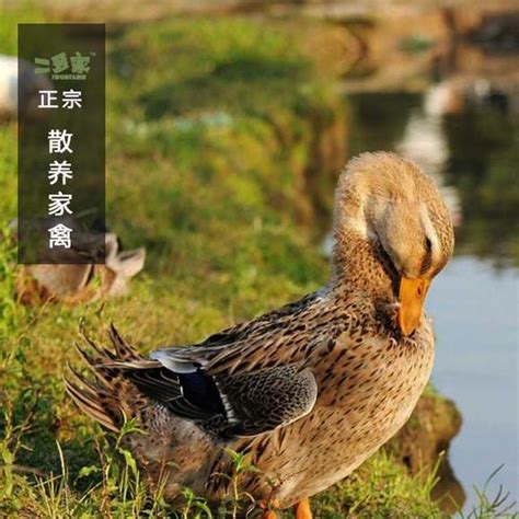 笨鸭笨鸭品种呆鸭大山谷图库