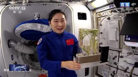 中国人的太空菜园种了啥揭秘 澎湃号政务 澎湃新闻 The Paper