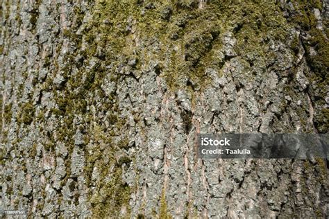 이끼로 덮인 오래 된 나무의 껍질을 질감과 배경으로 가까이 0명에 대한 스톡 사진 및 기타 이미지 0명 갈색 거친