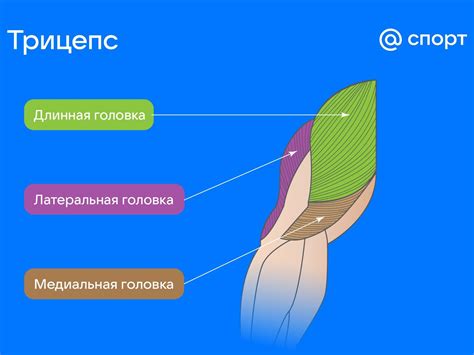 Упражнения на трицепс 12 эффективных упражнений для выполнения в