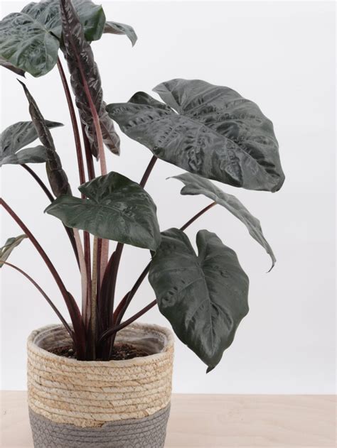 Alocasia negra cómo se cuida