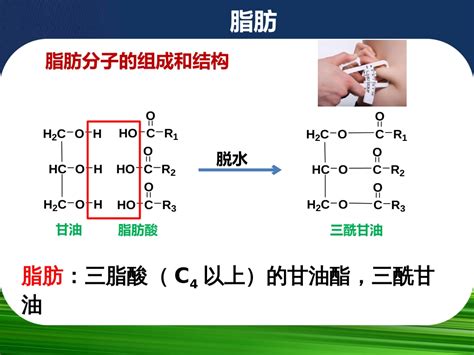 73脂肪的分解代谢 培基文库