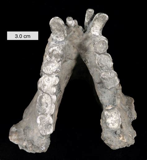 Gigantopithecusblackimandible010112 Wooster Geologists