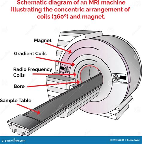 Schematic Diagram Of An MRI Machine Illustrating The Concentric