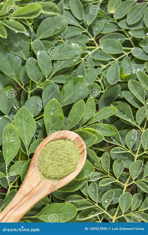 Planta Nutritiva De Moringa Moringa Oleifera Foto de Stock Imagem de espécie alimento