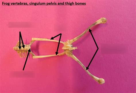 Aa9 Froggy Vertebras Cinglum Pelvis Thigh Bone Diagram Quizlet