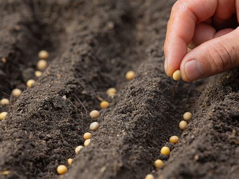 Семенски материјали Како да ги одберете најдобрите