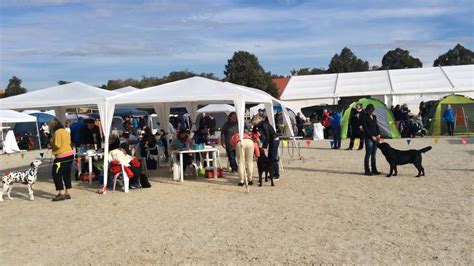 Inamorato Lafantaine 09 10 2016 Ids Slovenija Lipica 2 Judge
