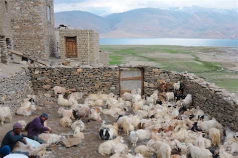 Why Is Pashmina The True Ethical And Sustainable Cashmere