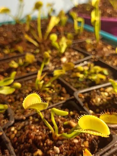 Plantas Carnivoras Venus Atrapa Moscas Dionaea Muscipula En Venta En
