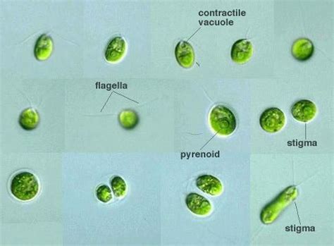 Chlamydomonas Microscope