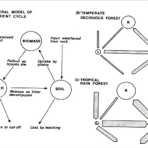 11 Model Of Nutrient Circulation Input And Loss In An Ecosystem