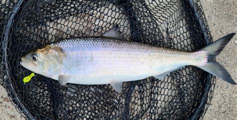 Shad Success Finally General Angling Discussion Ozarkanglers Com