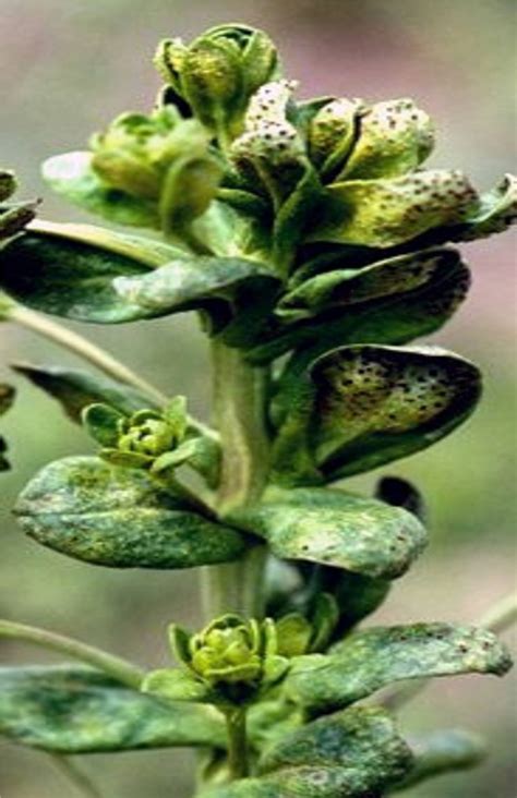 Dyers Woad Wild About Utah