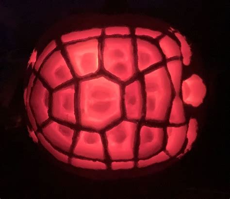 Leopard Toroise Jack O Lantern Tortoise Forum