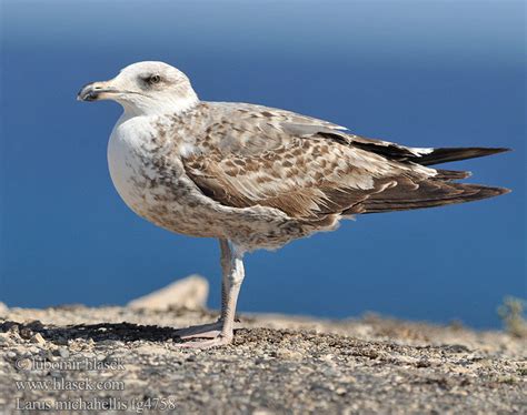 Larus Michahellis キアシセグロカモメ Geelpootmeeuw Gulbeinmåke