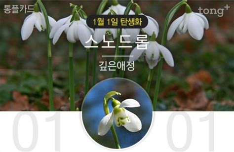 🌈 1월 1일 탄생화는 스노드롭꽃말과 의미는🌈 뉴스트림