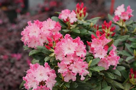 Rhododendron Bushes Planting Pruning And Care Info Garden Design