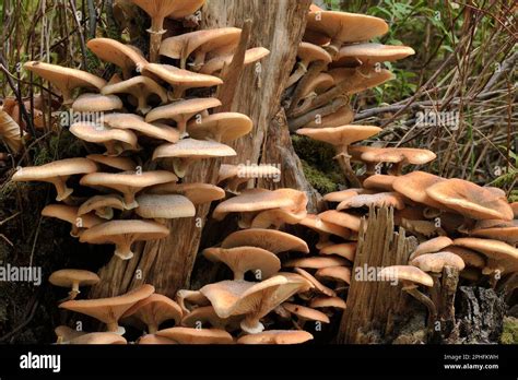 Honey Fungus Bootlace Fungus Armillaria Mellea Growing On Decaying Stump Of Silver Birch