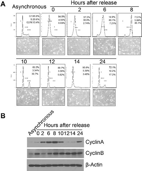 Figure 1 From Cell Synchronization By Double Thymidine Block