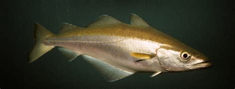 Lyr Lille Norske Leksikon