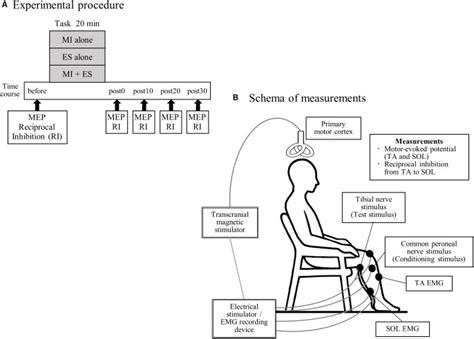 Effects Of Leg Motor Imagery Combined With Electrical Stimulation On