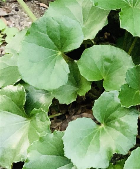 紫音 on Twitter RT aubuju フキの花とツワブキの葉 春は苦味のある物を食しジャキを払う年配の方に 聞いた事が