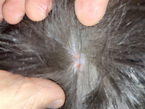 Does This Look Like Ringworm Rcats