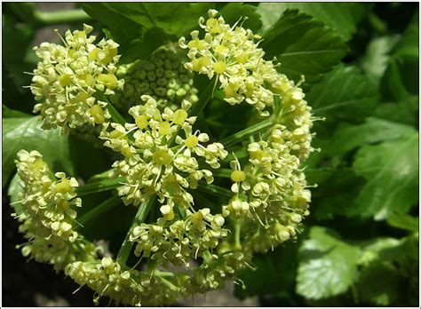 Irish Wildflowers Alexanders Smyrnium Olusatrum Lusrán Grándubh