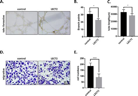 Lect2 Ameliorates Bloodretinal Barrier Impairment Secondary To