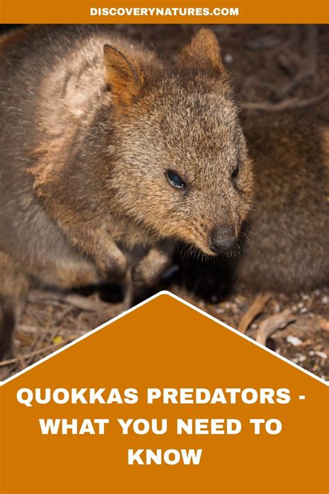 Natural Predators Of Quokkas Include Foxes Feral Cat Birds Of Prey