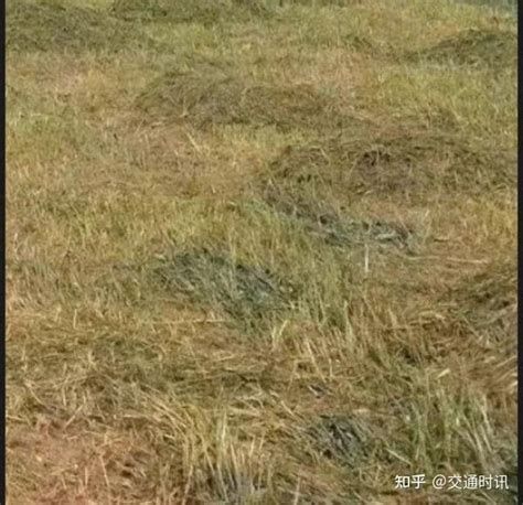 河北邯郸曲周县河南疃镇不保护国家粮食安全“毁百亩青麦苗” 知乎