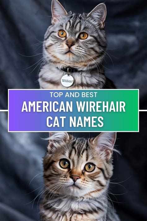 100 Japanese Cat Names With Meanings