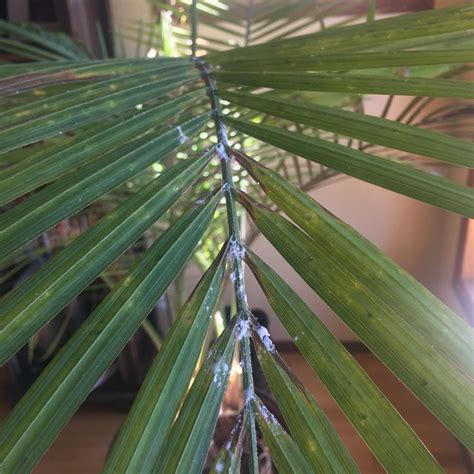 Identifying White Substance In Garden Milly Bugs Or Something Else