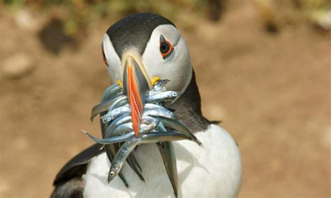 Alex Meredith On Linkedin How Tiny Sand Eels Hold The Key To Giant Offshore Wind Farm Off Fife