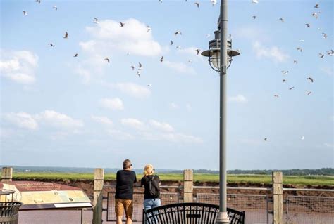 Senior Programming Review Lets Chat Moncton