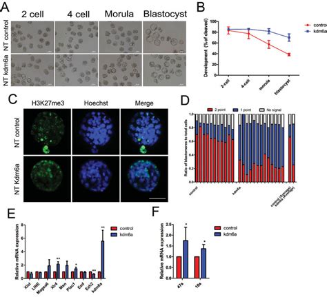 Overexpression Of Kdm6a Mrna Greatly Improves The Development Of Nt