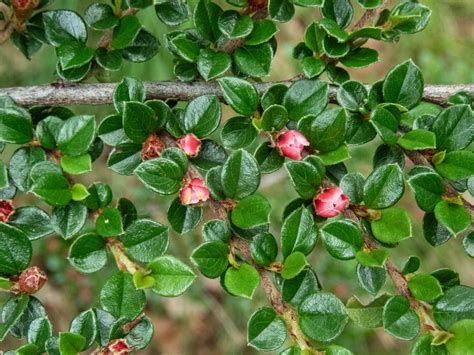 Cotoneaster Horizontalis Clean Seed Common Bonsai Shrub Rock