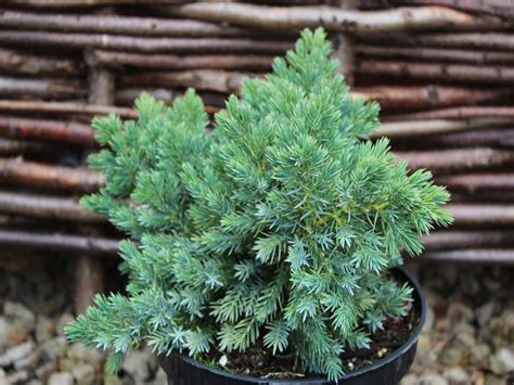Juniperus Squamata Blue Star
