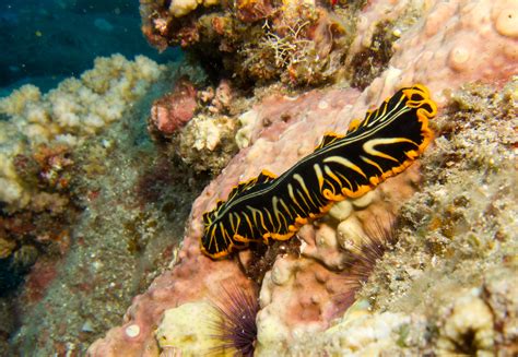 Real Monstrosities Divided Flatworm