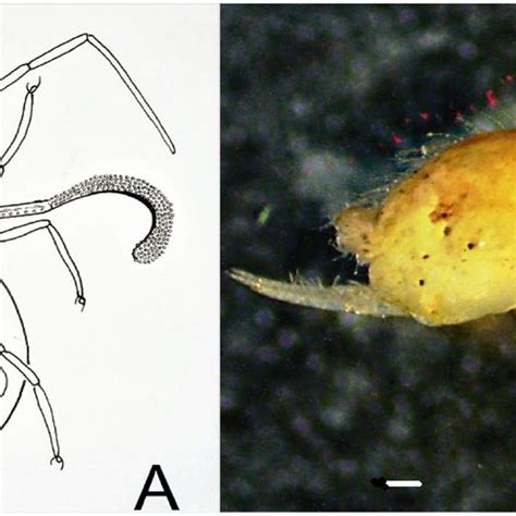 The Eversible Vesicles And Small Tiny Papillae A An Eversible Download Scientific Diagram