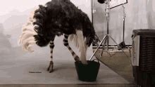 Ostrich Head In Sand 
