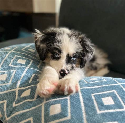 15 Photos Of Mini Aussie Puppies That Make Everyone Fall In Love