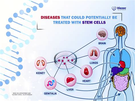 Diseases That Could Potentially Be Treated With Stem Cells