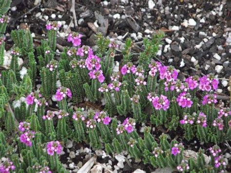Thryptomene Baeckeacea Prostrate Wildtech Plants