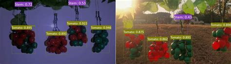 This Figure Shows The Results Of Stem And Tomato Recognition Using The
