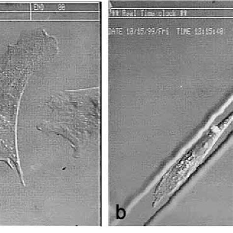 Mouse Embryo Fibroblasts On The Control Substrate A Or On The Download Scientific Diagram
