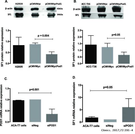 New Evidences On The Regulation Of Sf 1 Expression By Pod1 Tcf21 In