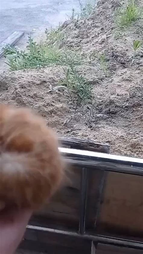 Kedi T On Twitter Smol
