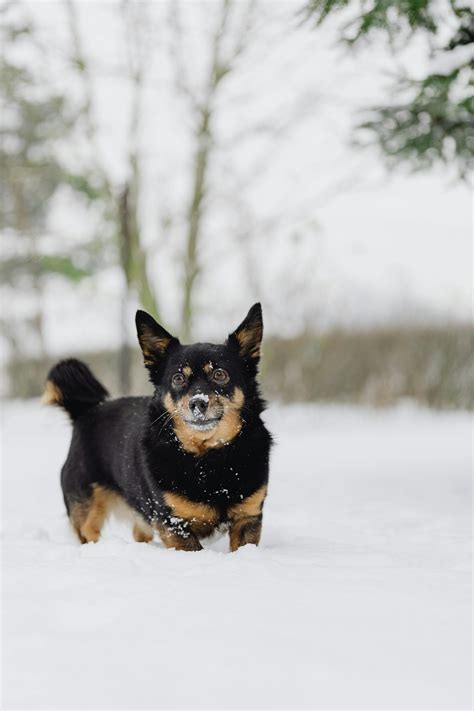 Lancashire Heeler Temperament Size And Care Guide